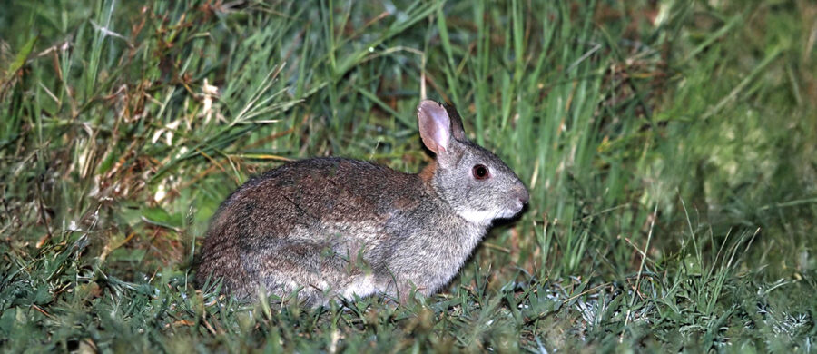 Bunyoro rabbit Archives | Critter Science