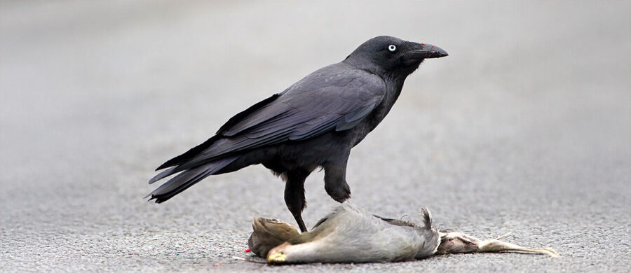 The Forest Raven | Critter Science