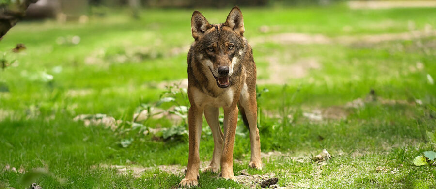 The Italian Wolf | Critter Science