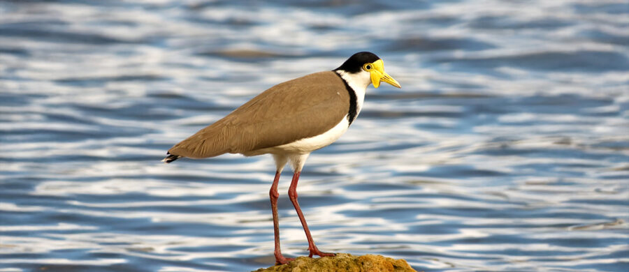 The Masked Lapwing | Critter Science