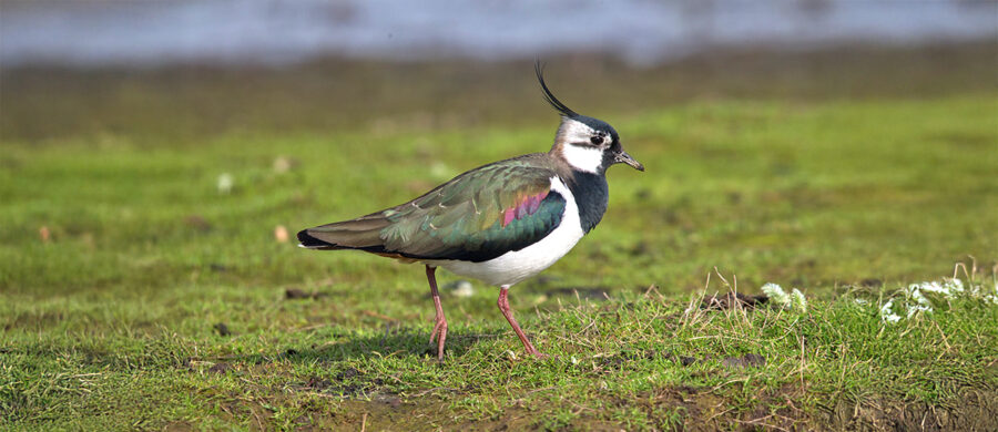 The Northern Lapwing | Critter Science