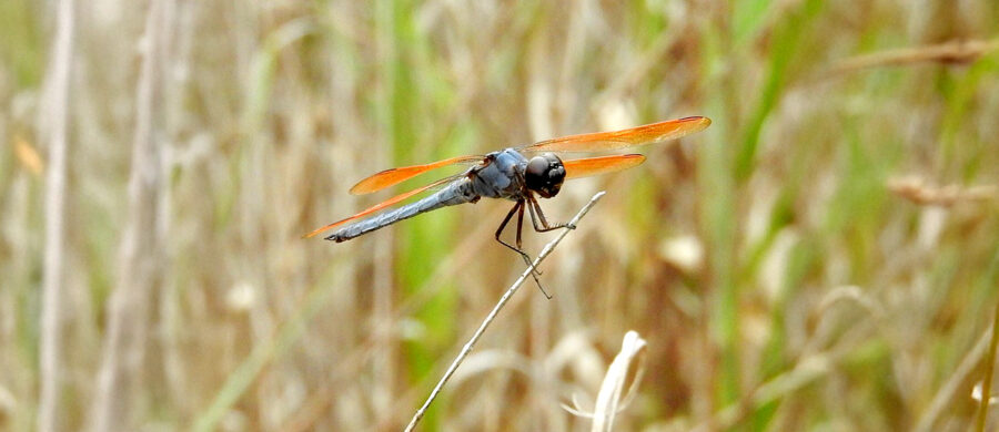 The Purple Skimmer | Critter Science