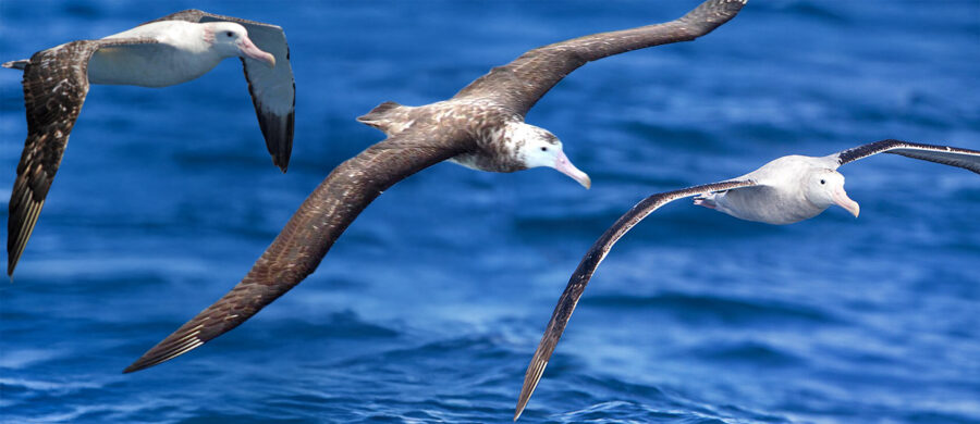 The Snowy Albatross | Critter Science