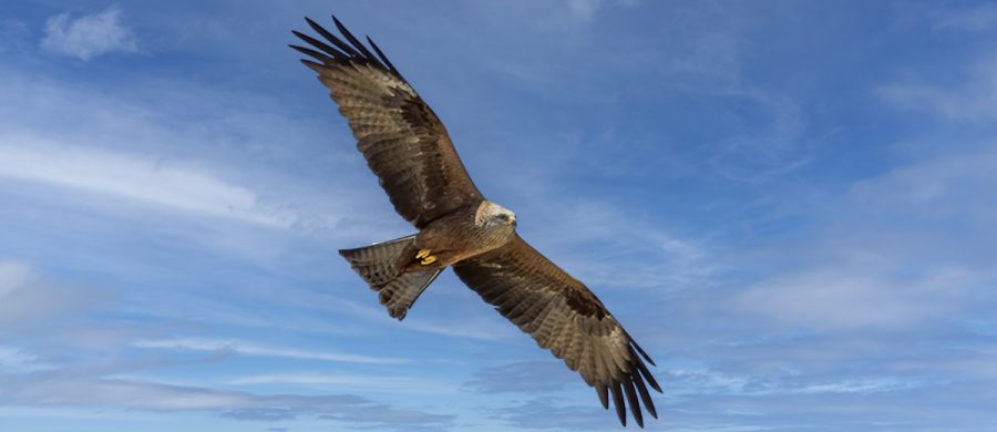 The Black Kite | Critter Science